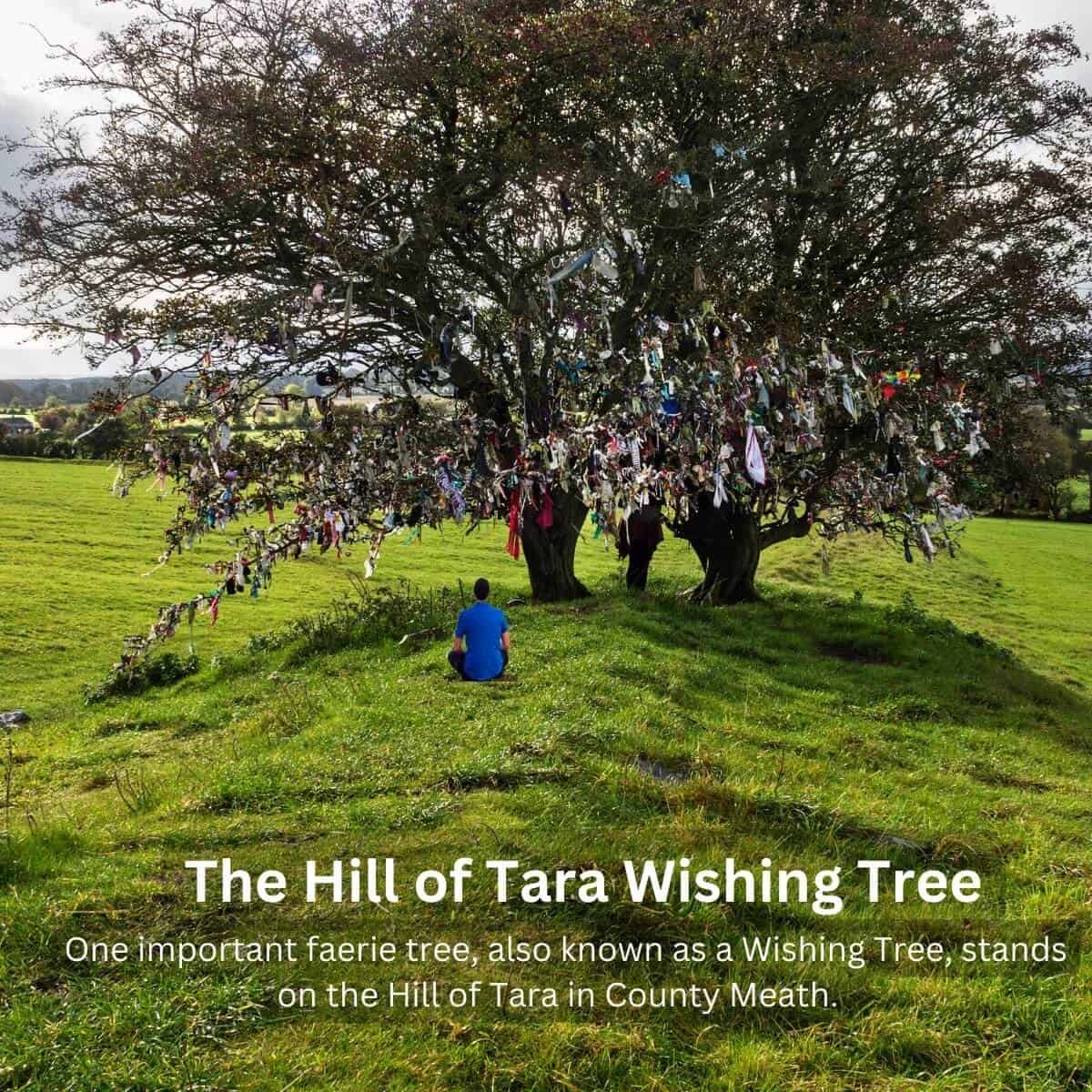 The Ancient Myth and Magic of Irish Fairy Trees