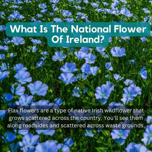 15 Typical Irish Flowers Native to Ireland - Ireland Wide